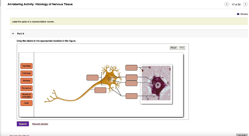 Art-labeling Activity: Histology of Nervous Tissue Label the parts of a representative neuron ...