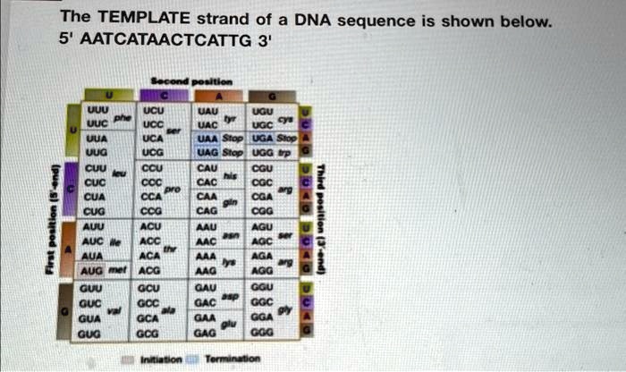 The TEMPLATE strand of a DNA sequence is shown below. 5' AATCATAACTCATTG 3'