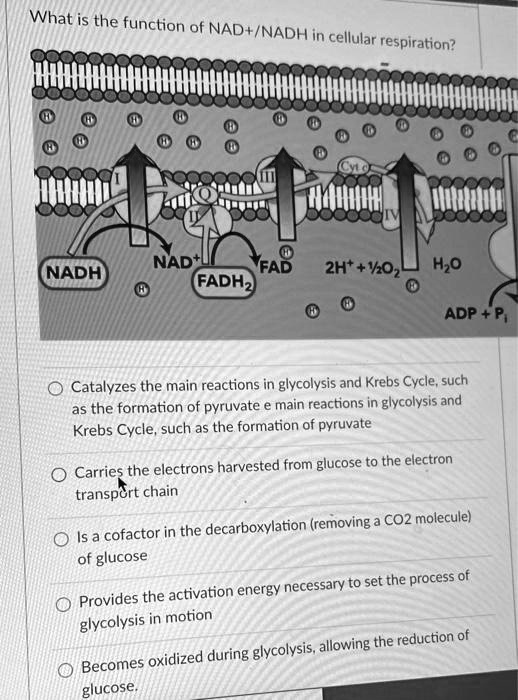 [GET ANSWER] what is the function of nadnadh cellular respiration nadh ...