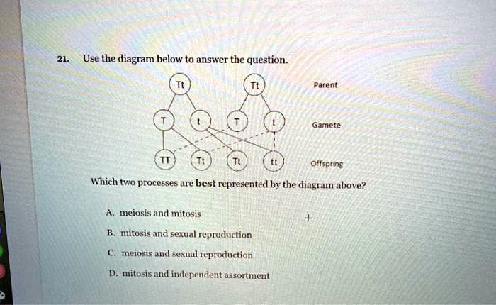 SOLVED: Use the diagram below to answer the question_ Parent Gamete olsprng Which two processes ...