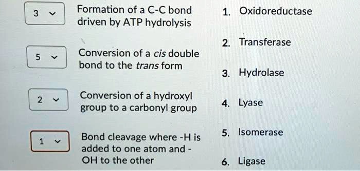 SOLVED:Formation of a C-C bond driven by ATP hydrolysis Oxidoreductase ...