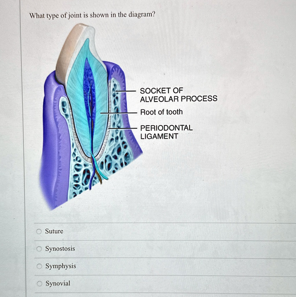 what type of joint is shown in the diagram suture synostosis symphysis ...