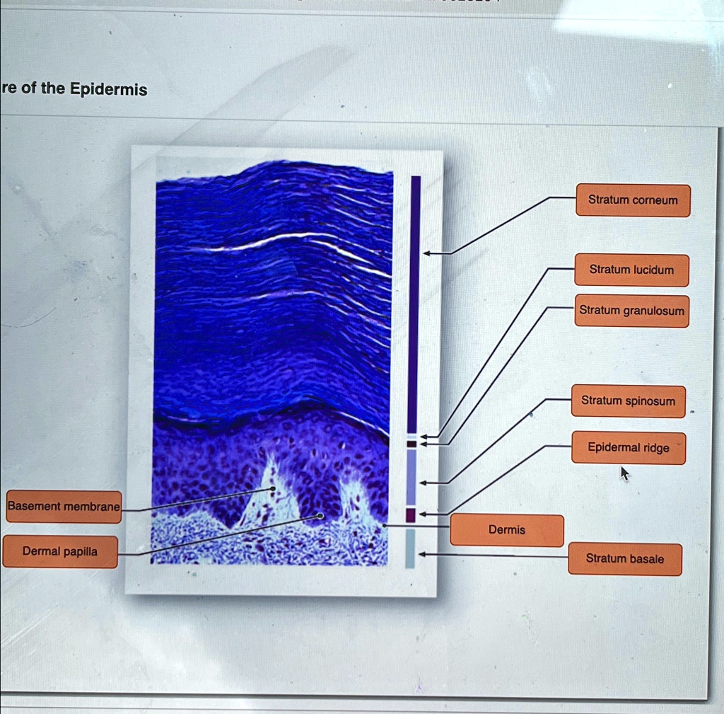 re of the Epidermis Basement membrane Dermal papilla Stratum corneum ...