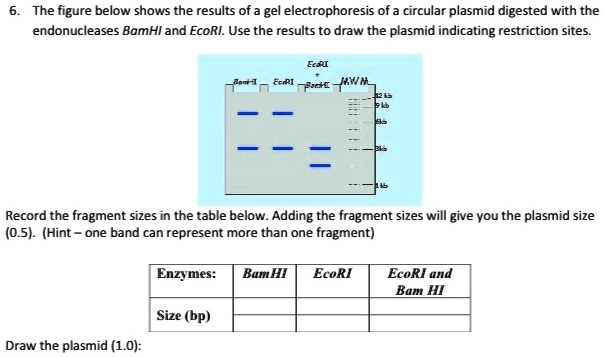 SOLVED: The figure below shows the results of a gel electrophoresis of a circular plasmid ...
