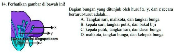 SOLVED: bagian bungan yang ditunjuk oleh huruf x,y,dan z secara ...