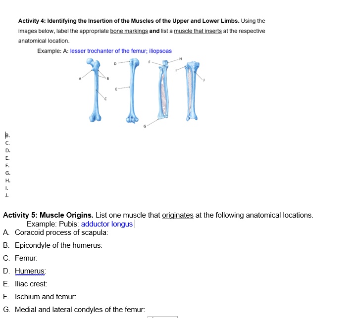 Activity 4: Identifying the Insertion of the Muscles of the Upper and ...