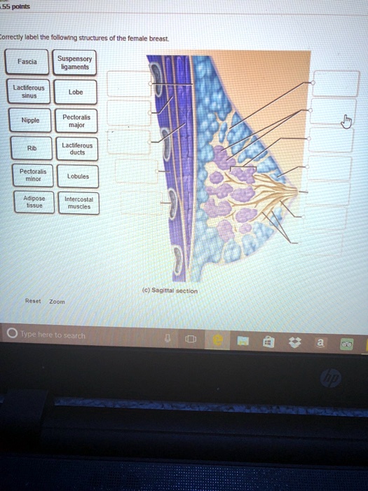 55 points Correctly label the following structures of the female breast ...