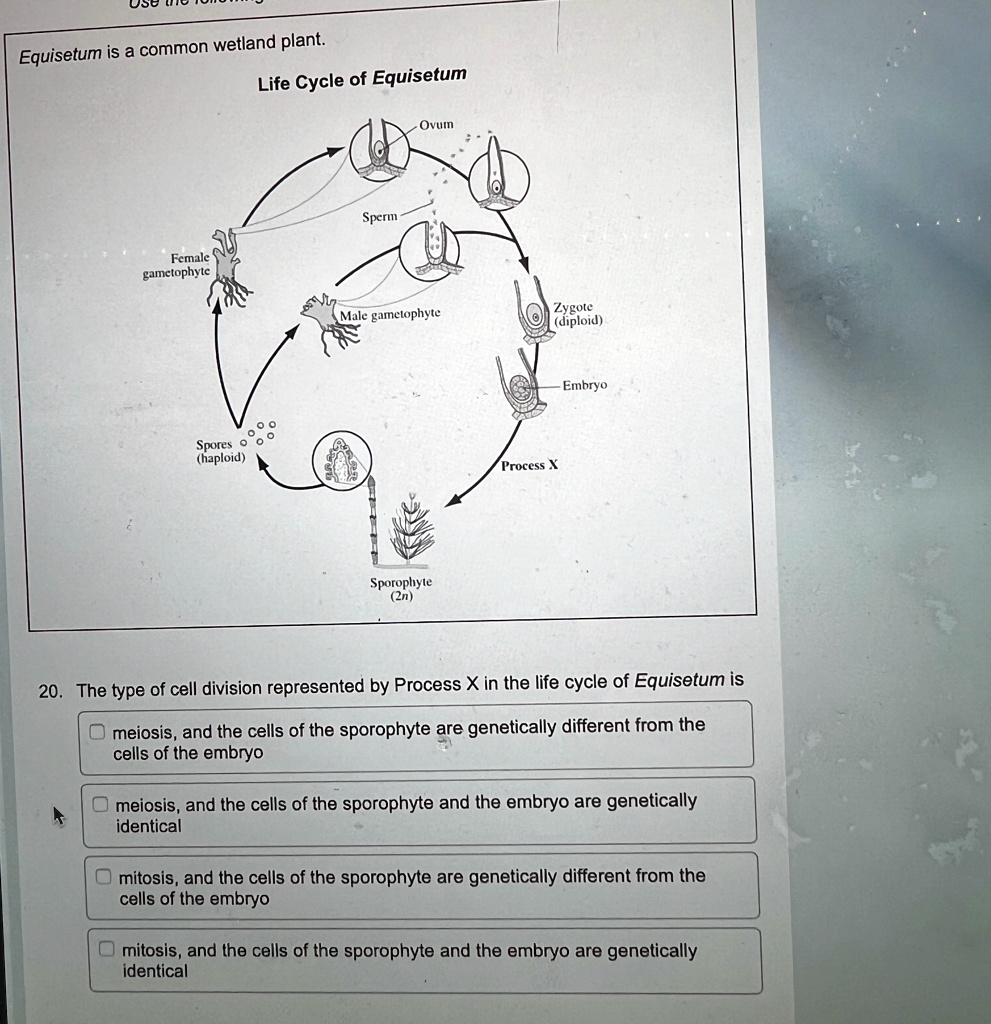 Equisetum is a common wetland plant. Life Cycle of Equisetum 20. The ...