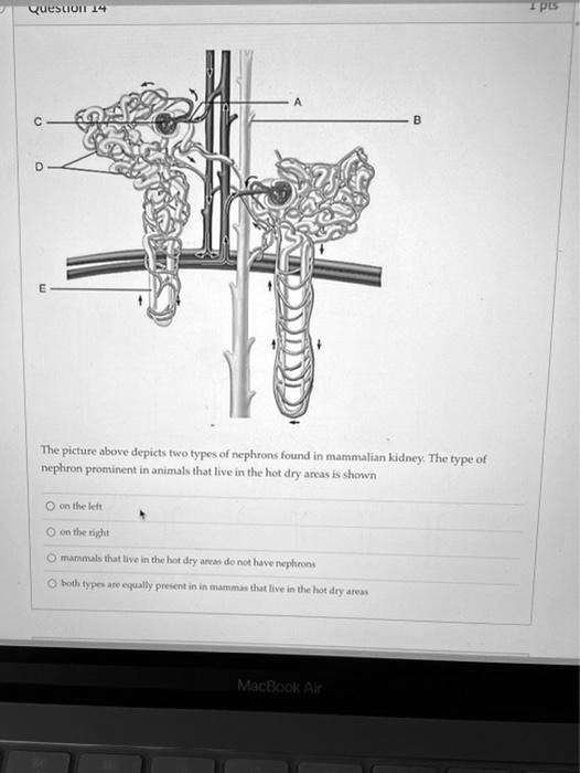 The picture above depicts two types of nephrons found in mammalian ...