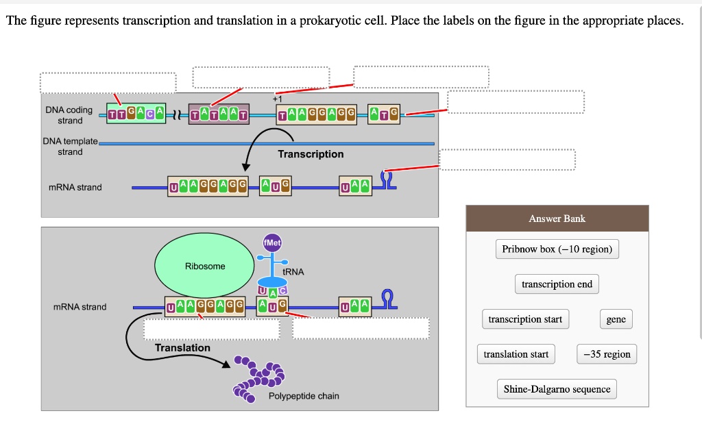 SOLVED: The figure represents transcription and translation in a ...