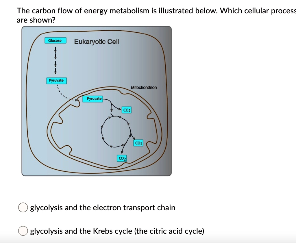 SOLVED: The carbon flow of energy metabolism is illustrated below ...