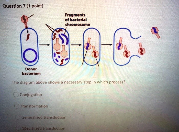 SOLVED: Question 7 (1 point) Fregments of bacterial chromosome Donor ...