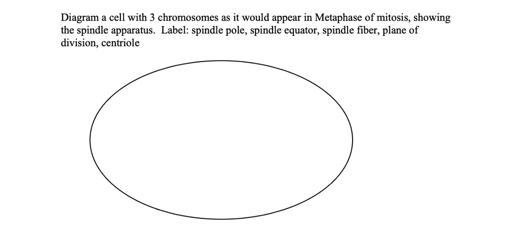 SOLVED: Diagram a cell with 3 chromosomes as it would appear in ...