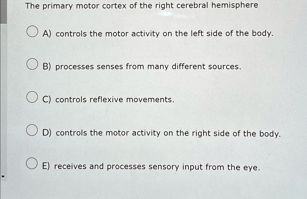 The primary motor cortex of the right cerebral hemisphere A) controls ...