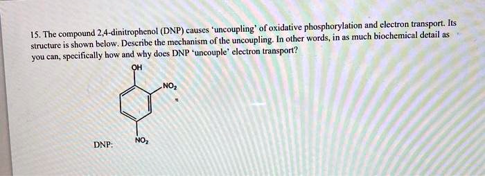 dnp causes uncoupling of oxidative phosphorylation and clectron ...