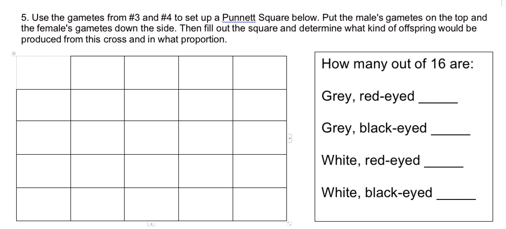 5. Use the gametes from #3 and #4 to set up a Punnett Square below. Put ...