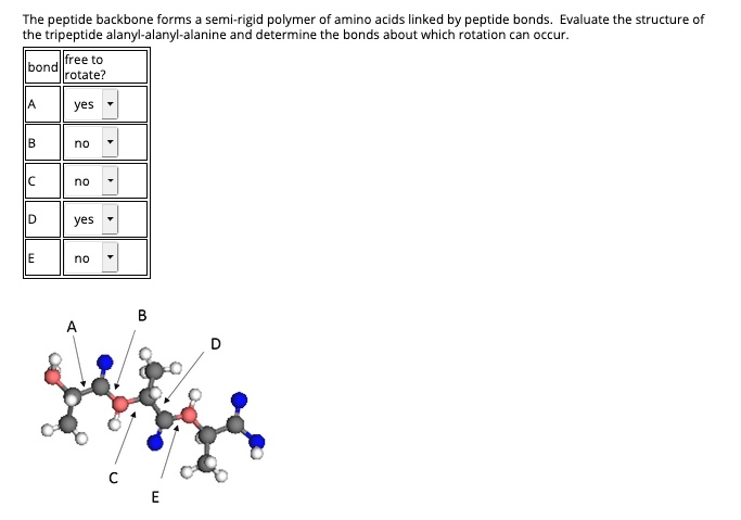 SOLVED: The peptide backbone forms a semi-rigid polymer of amino acids ...