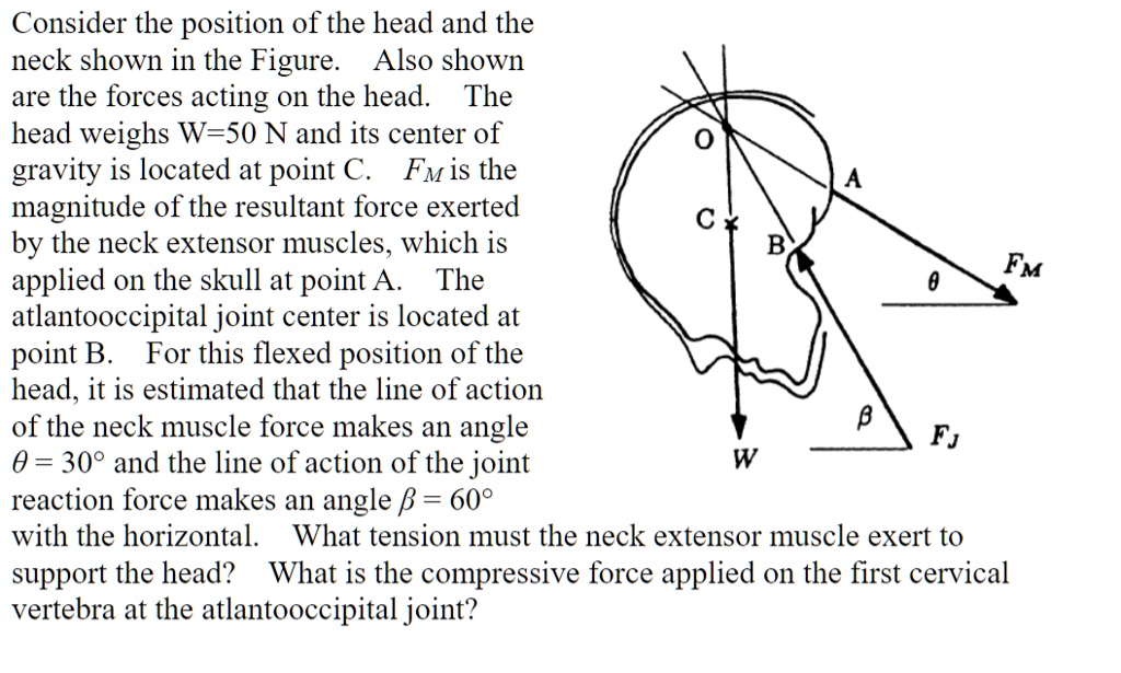 SOLVED: Consider the position of the head and the neck shown in the ...