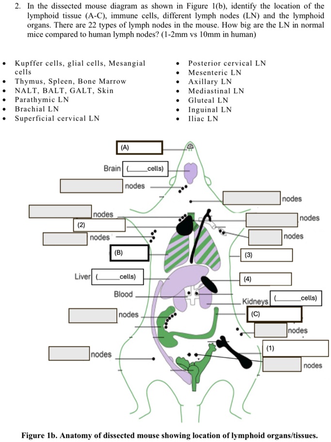 2. In the dissected mouse diagram as shown in Figure 1(b), identify the ...