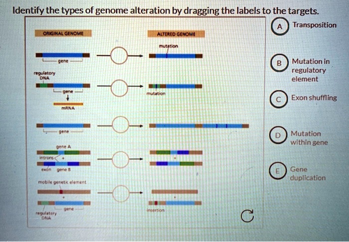 SOLVED: Identify the types of genome alteration by dragging the labels ...