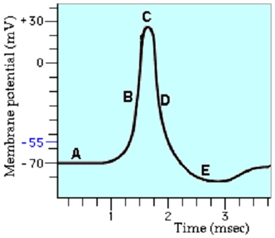 SOLVED: summarize the events involved in the generation and propagation ...