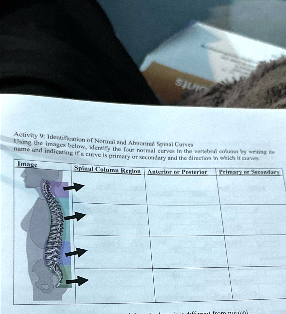 activity 9 identification of normal and abnormal spinal curves using ...