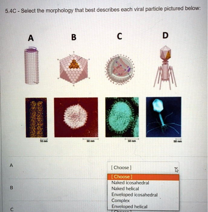 SOLVED: 5.4C - Select the morphology that best describes each viral ...