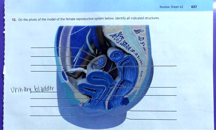 SOLVED: Review Sheet 42 12. On the photo of the model of the female ...