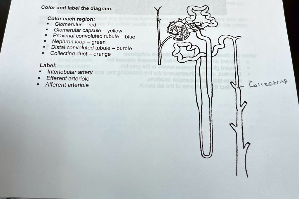 SOLVED: Color and label the diagram Color each region: Glomerulus - red ...