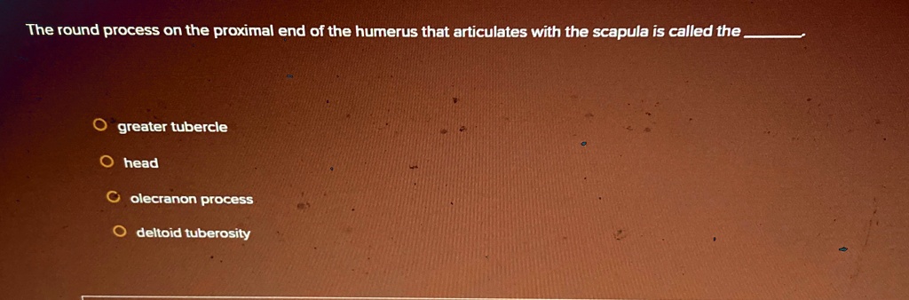 The round process on the proximal end of the humerus that articulates ...