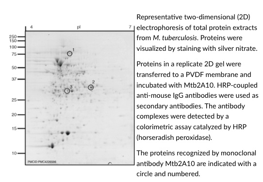 SOLVED: A hybridoma cell line is produced that secretes a monoclonal ...