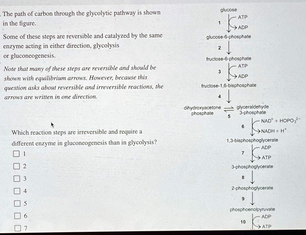 The path of carbon through the glycolytic pathway is shown in the ...