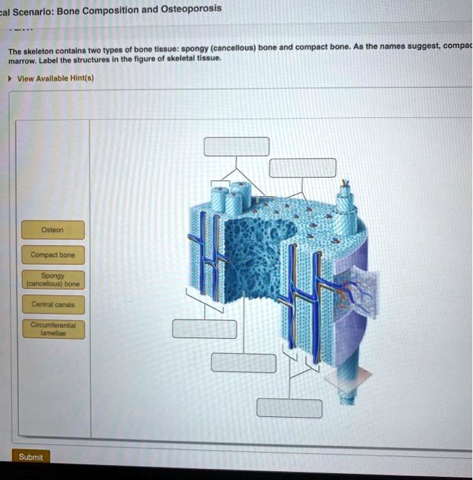 al scenario bone composition and osteoporosis the skcleton contains two ...