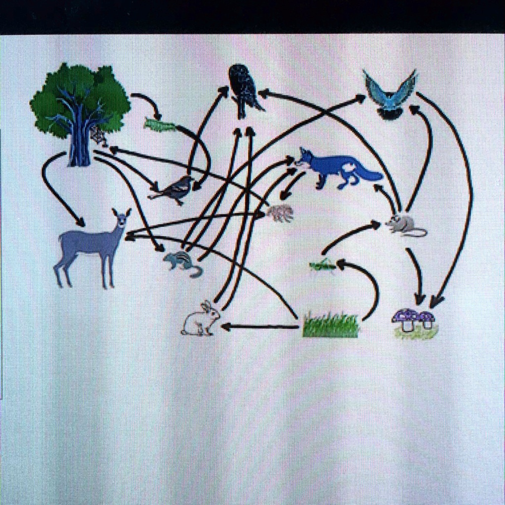 SOLVED: 'Using the food web, describe two complete food chains that ...