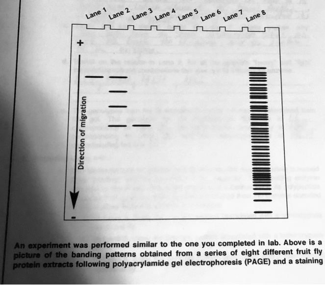 SOLVED: Lane Lane Lane Lane - Lane ' Lane ' Lane Lane of migration ...