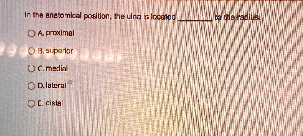 In the anatomical position, the ulna is located to the radius. A ...