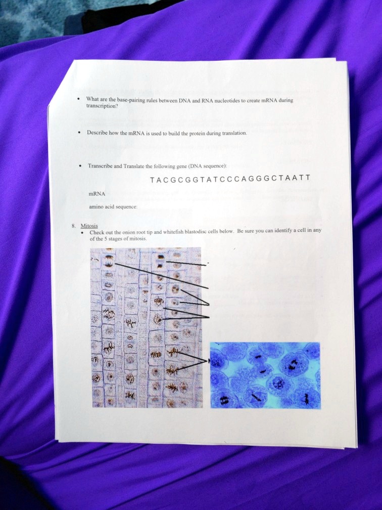 SOLVED: What are the base-pairing rules between DNA and RNA nucleotides ...