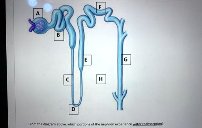SOLVED: From the diagram above, which portions of the nephron ...