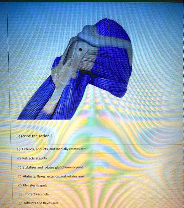 Describe the action 1 Extends, adducts, and medially rotates arm ...