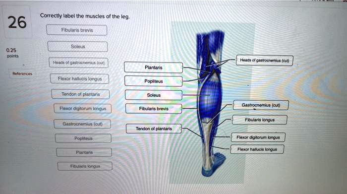 SOLVED: Correctly label the muscles of the leg: 26. Fibularis brevis 0. ...