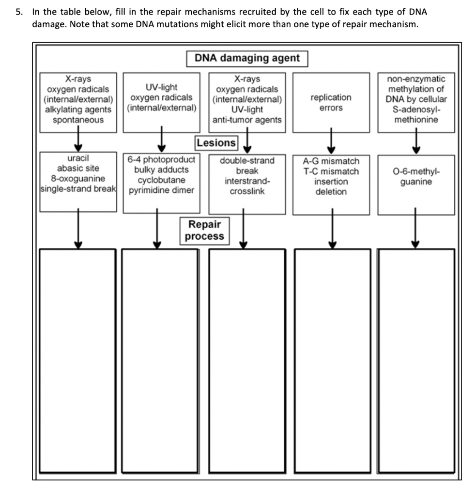 SOLVED: In the table below, fill in the repair mechanisms recruited by ...