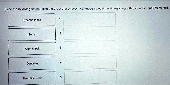 Place The Following Structures In The Order That An Electrical Impulse Would Travel Beginning