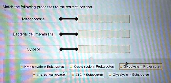 SOLVED: Match the following processes to the correct location ...