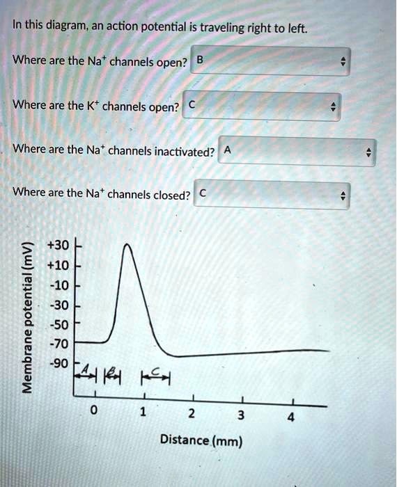 SOLVED: In this diagram, an action potential is traveling from right to ...
