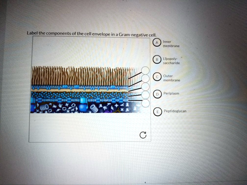 SOLVED: Label the components of the cell envelope in a Gram-negative ...
