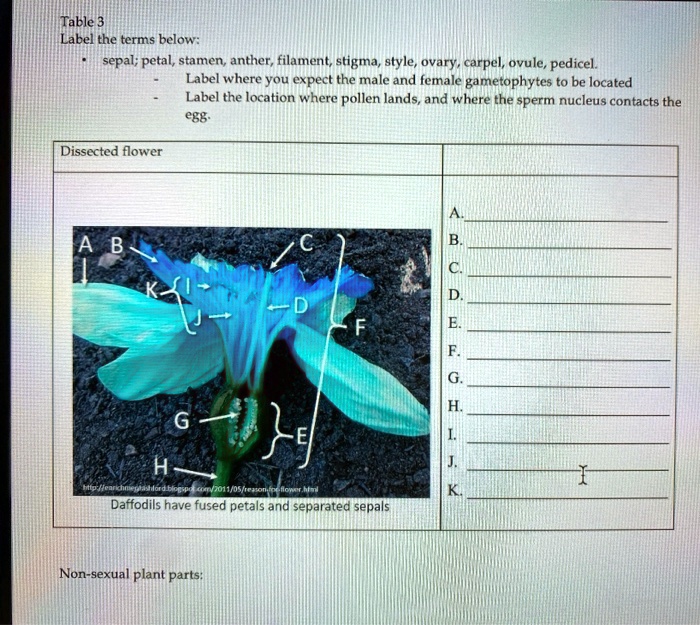 SOLVED: Table: Label the terms below: sepal, petal, stamen, anther, filament, stigma, style ...