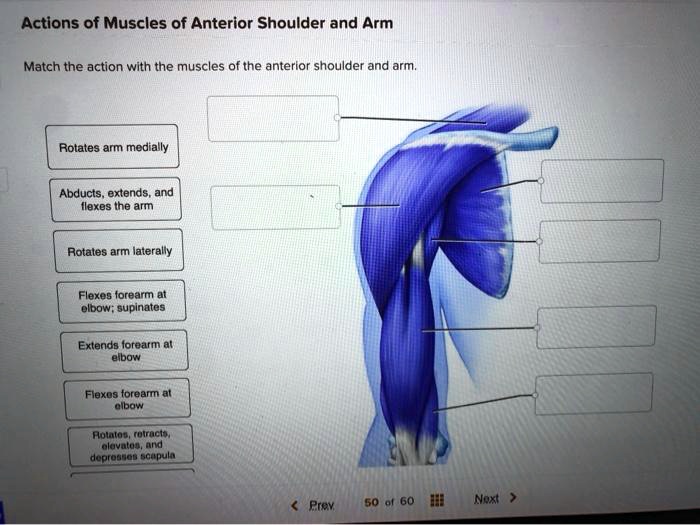 SOLVED: Actions of Muscles of Anterior Shoulder and Arm Match the ...