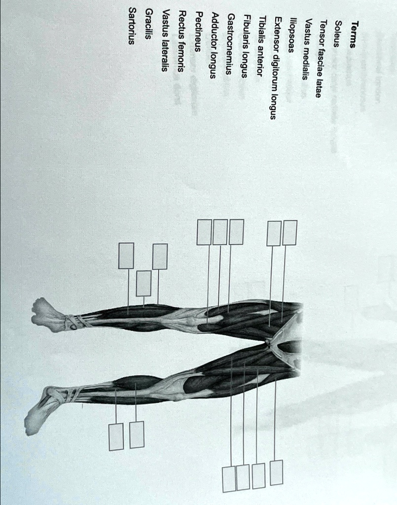 Terms: Soleus Tensor fasciae latae Vastus medialis Iliopsoas Extensor ...