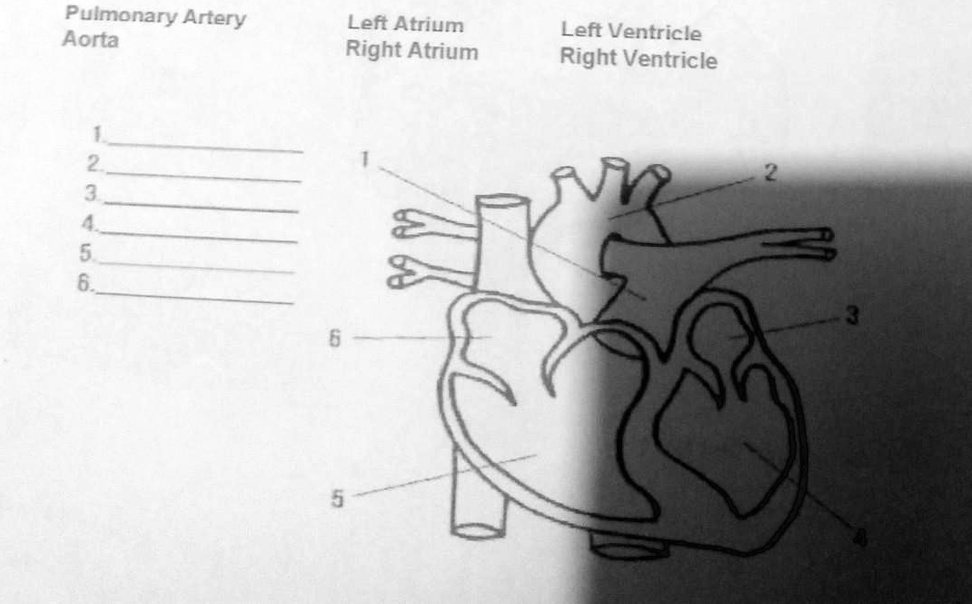 SOLVED: 'Direction: Label the diagramof Human Heart.Please asnwer itand ...