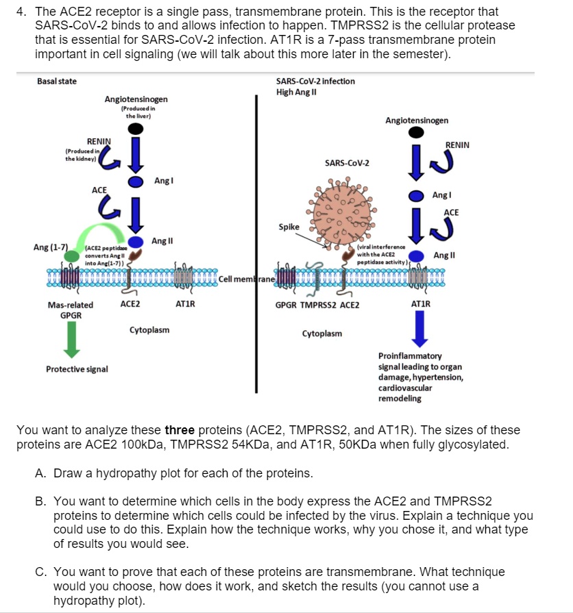 SOLVED: The ACE2 receptor is a single pass, transmembrane protein: This ...